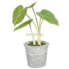 Artificial Mini Taro 25CM with Glass Planter - DYArtificial®
