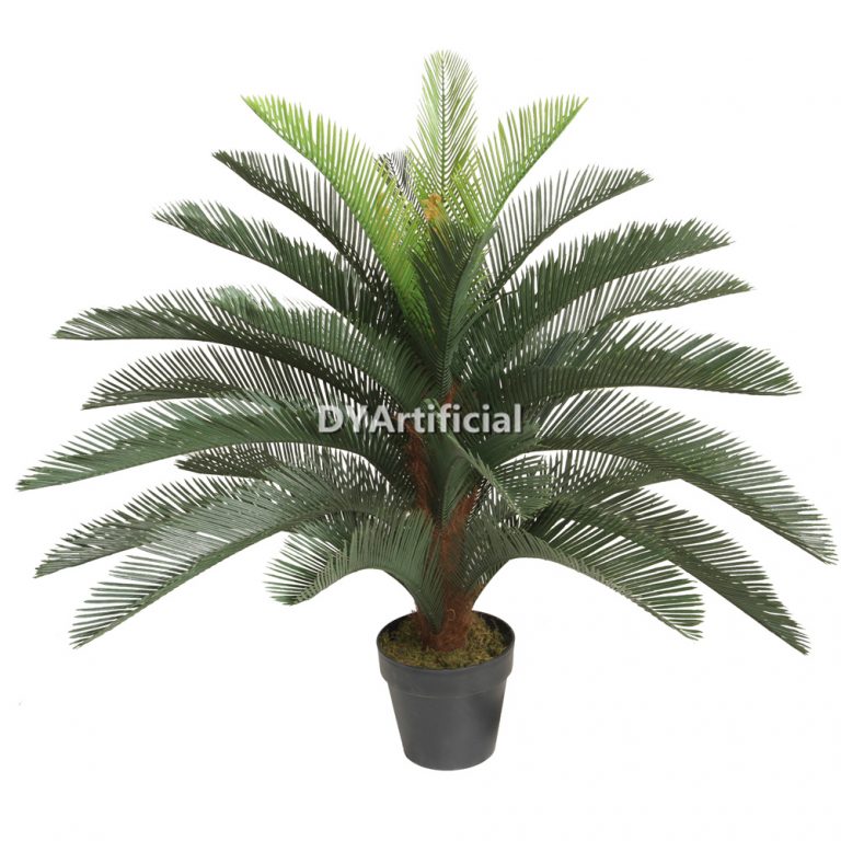 Cycas - DYArtificial